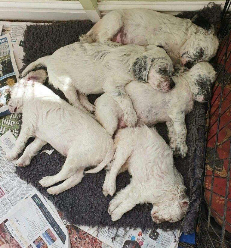 Puppies | Northern English Setter Society